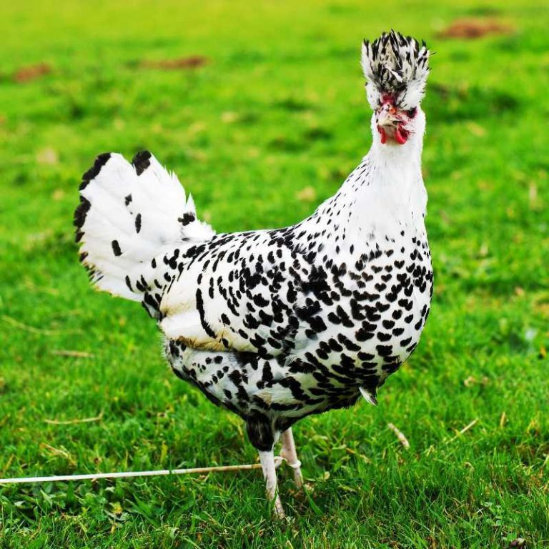 Silver Spangled Appenzeller