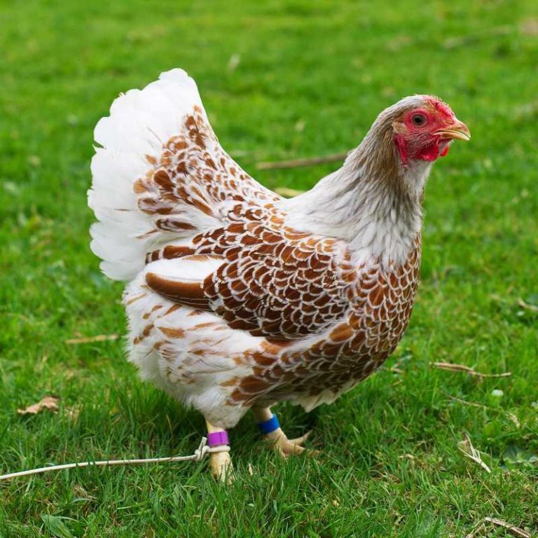 Bantams - The Pure Breed Poultry Company