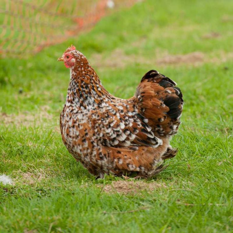 Bantams - The Pure Breed Poultry Company