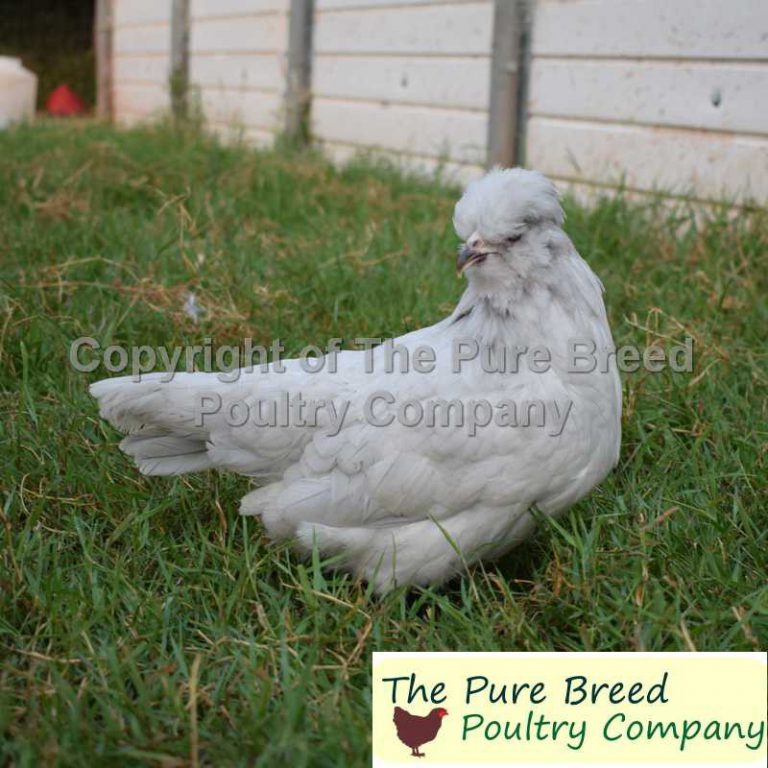 Lavender Araucana
