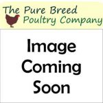 Blue Partridge Leghorn