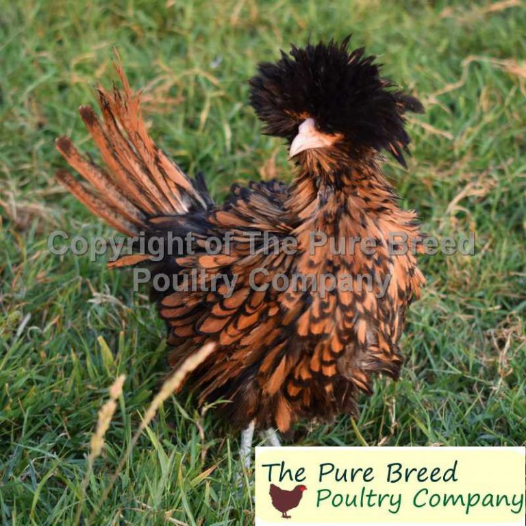 Wholesale / Become a Reseller - The Pure Breed Poultry Company