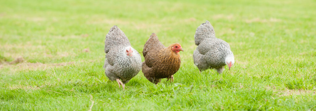 Delivered to your door - The Pure Breed Poultry Company