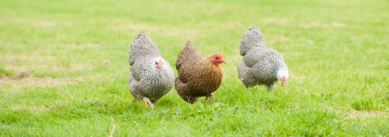 Cream Crested Legbar