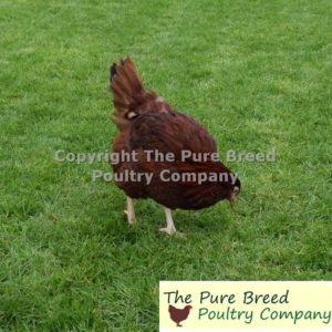 Hybrids - The Pure Breed Poultry Company