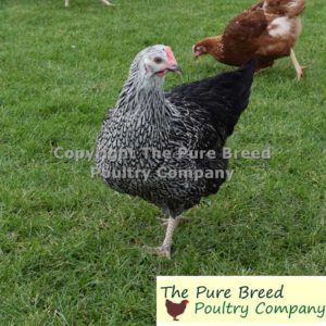 Blue Partridge Leghorn