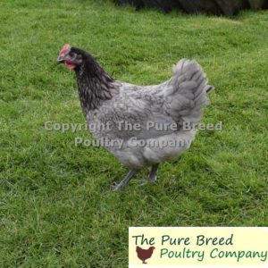 Hybrids - The Pure Breed Poultry Company
