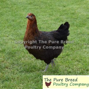 Hybrids - The Pure Breed Poultry Company