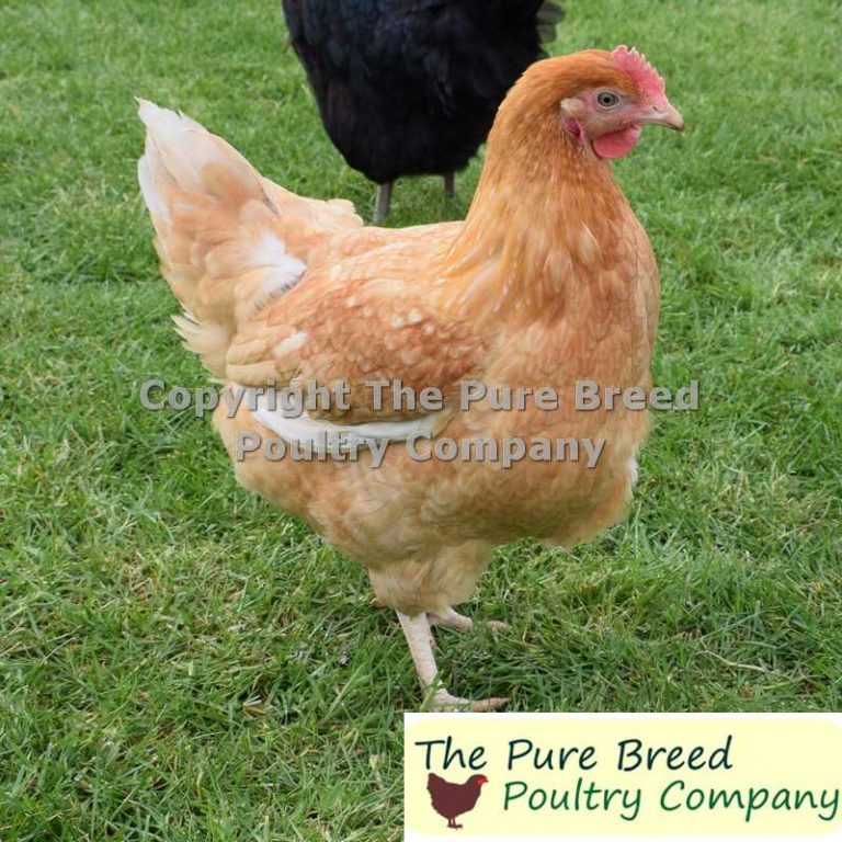 Blue Partridge Leghorn