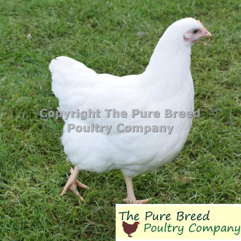 Hybrids - The Pure Breed Poultry Company