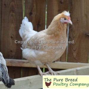 Blue Partridge Leghorn