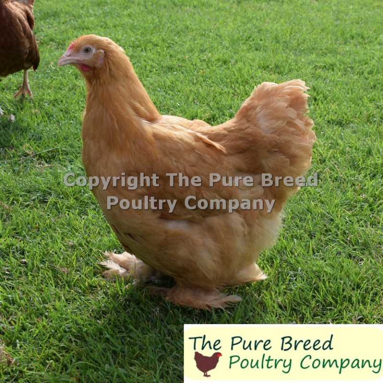 Large Fowl Pure Breeds