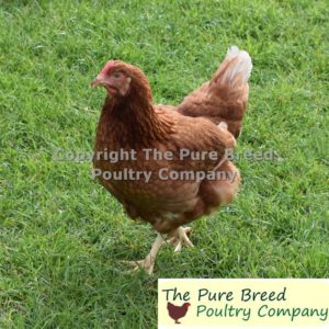 Blue Partridge Leghorn