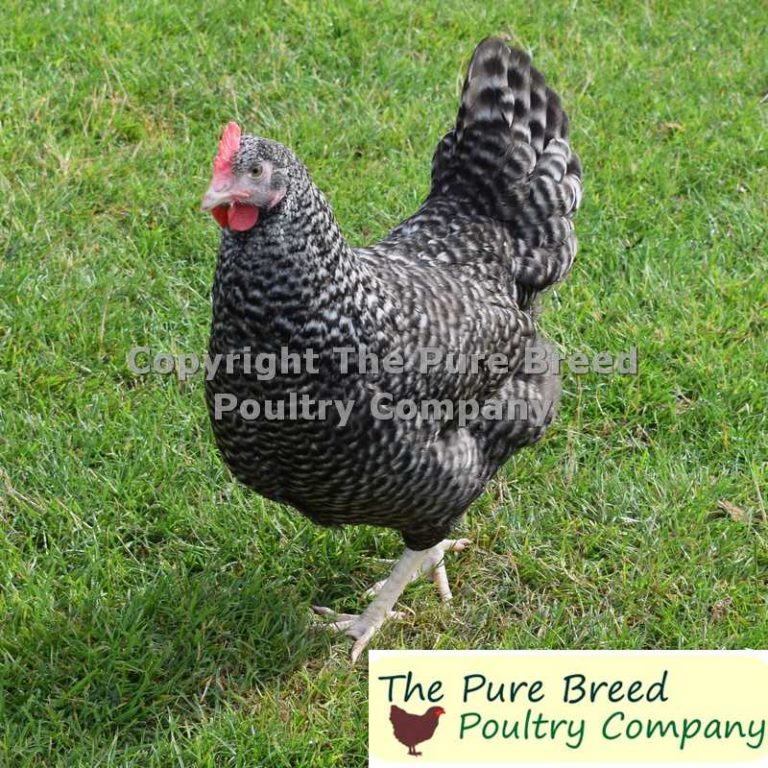 Large Fowl Pure Breeds