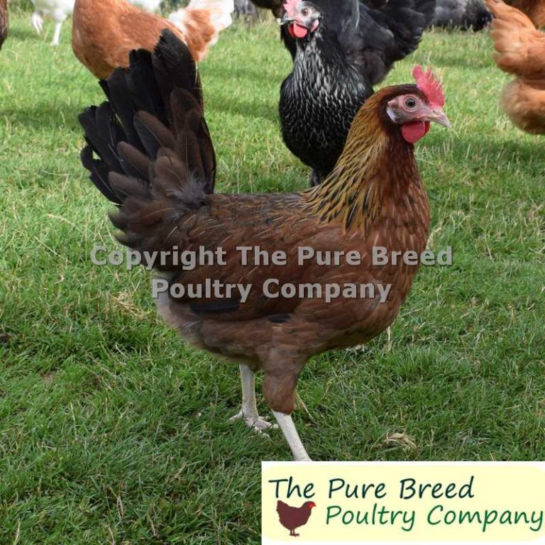 Partridge Leghorn - The Pure Breed Poultry Company