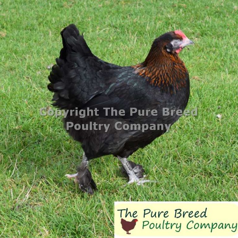 French Copper Maran
