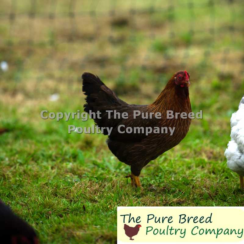 Bantams - Page 2 of 2 - The Pure Breed Poultry Company