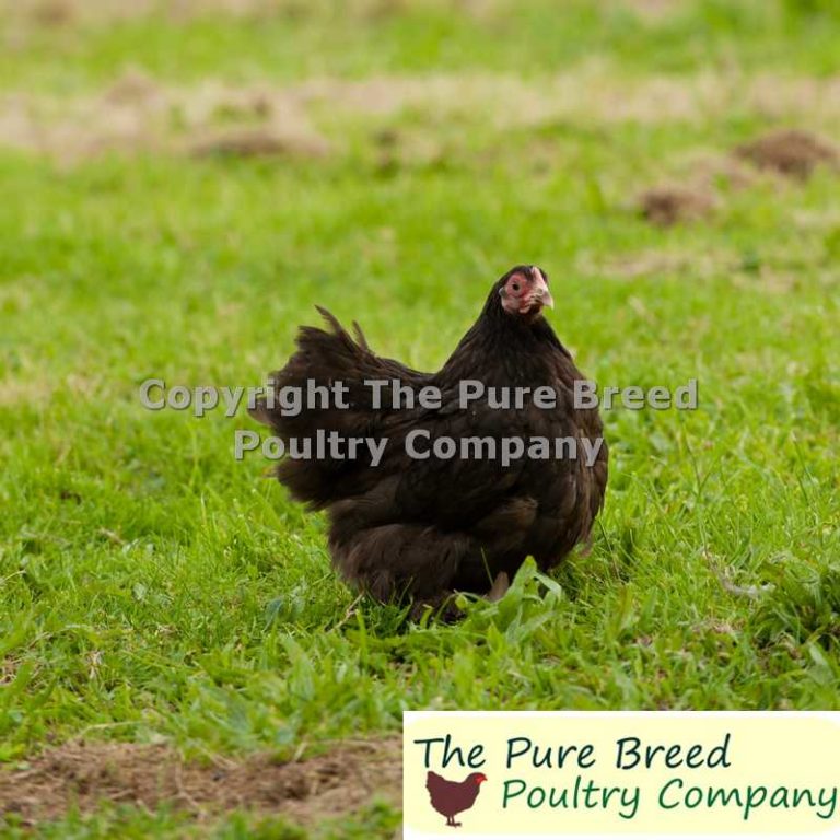 Bantams - The Pure Breed Poultry Company